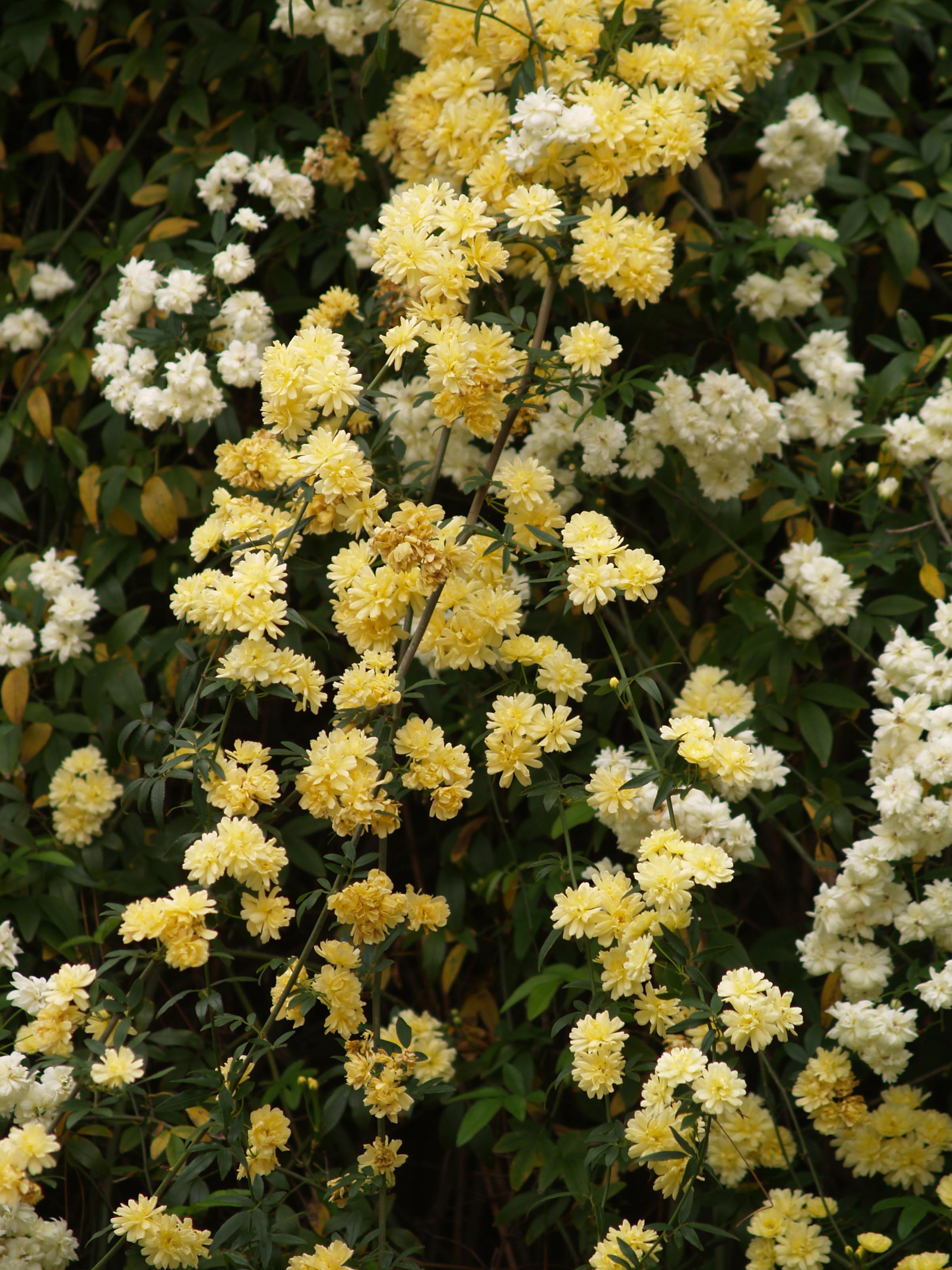 East Texas Gardening with Keith Hansen