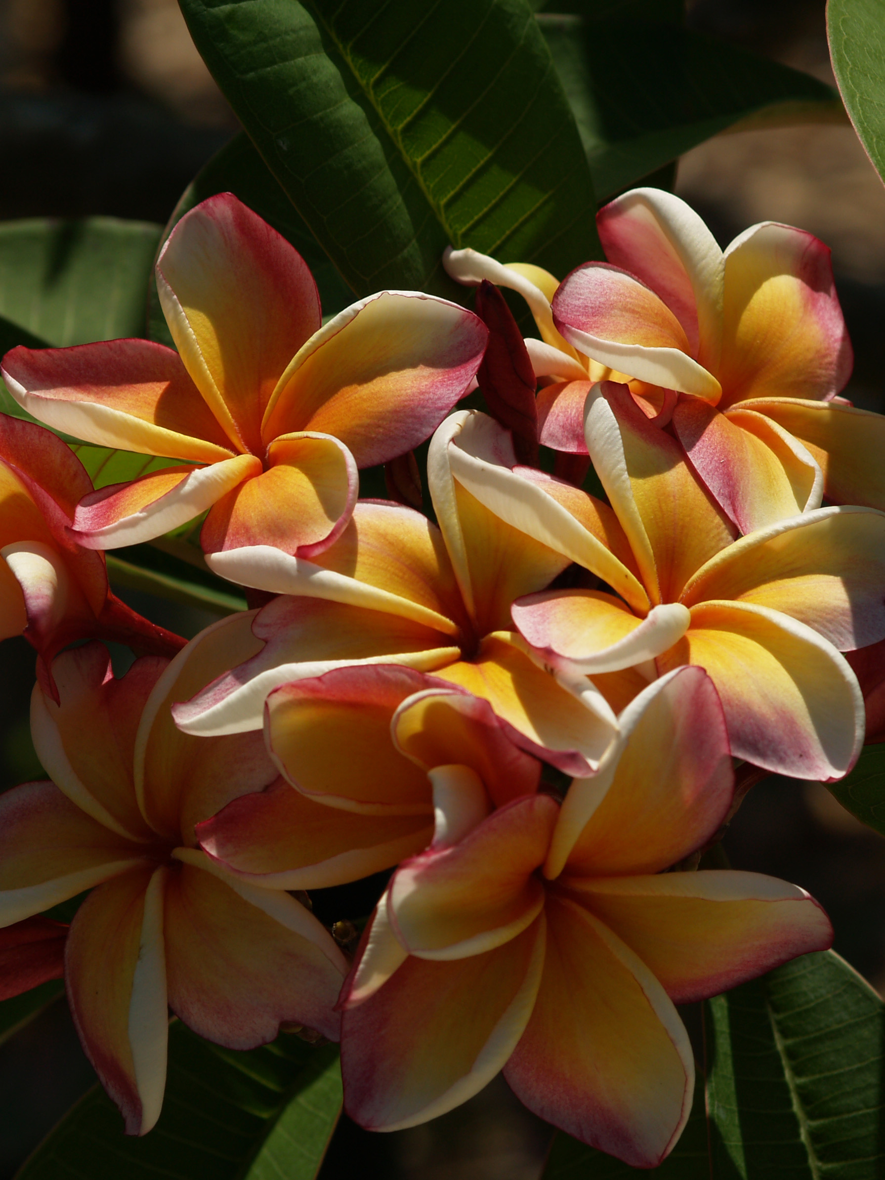 East Texas Gardening with Keith Hansen