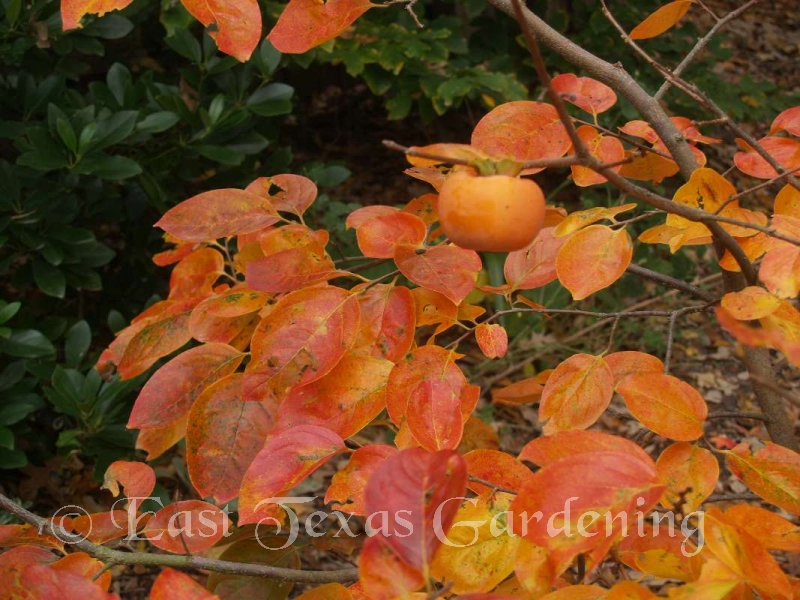 East Texas Gardening with Keith Hansen