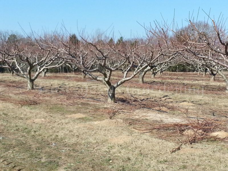 East Texas Gardening with Keith Hansen