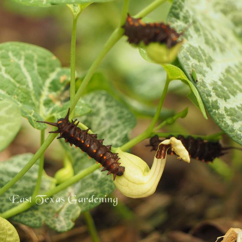 East Texas Gardening with Keith Hansen