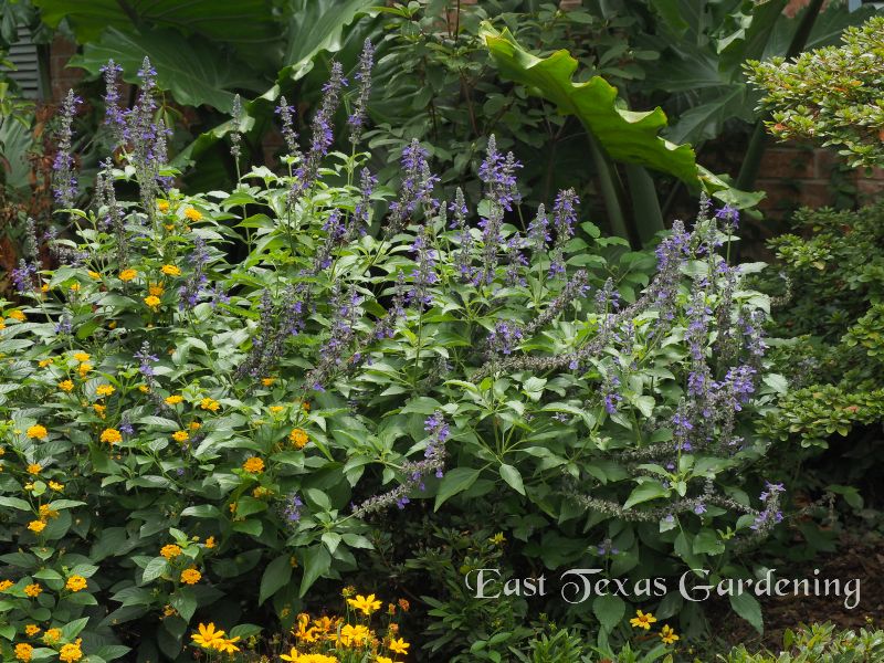 East Texas Gardening with Keith Hansen