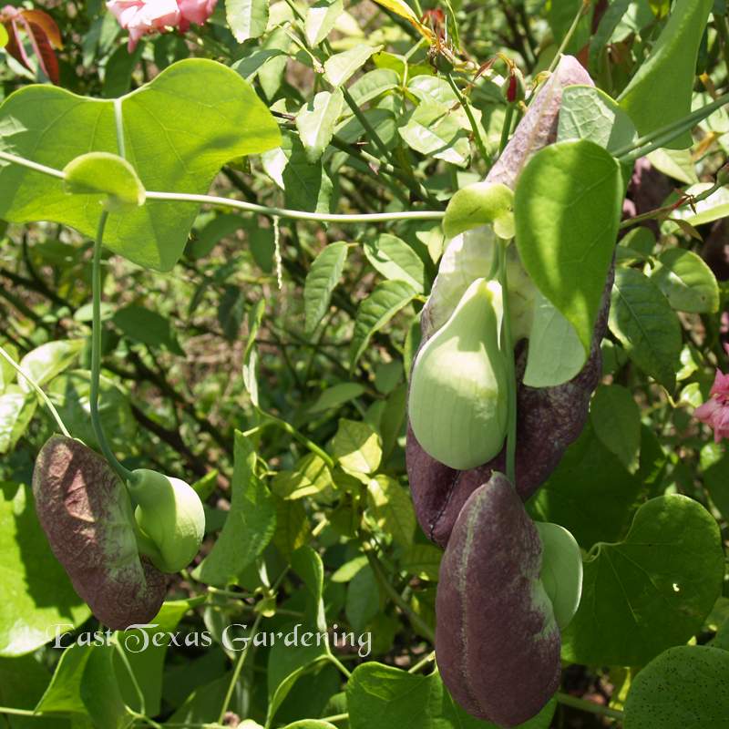 East Texas Gardening with Keith Hansen